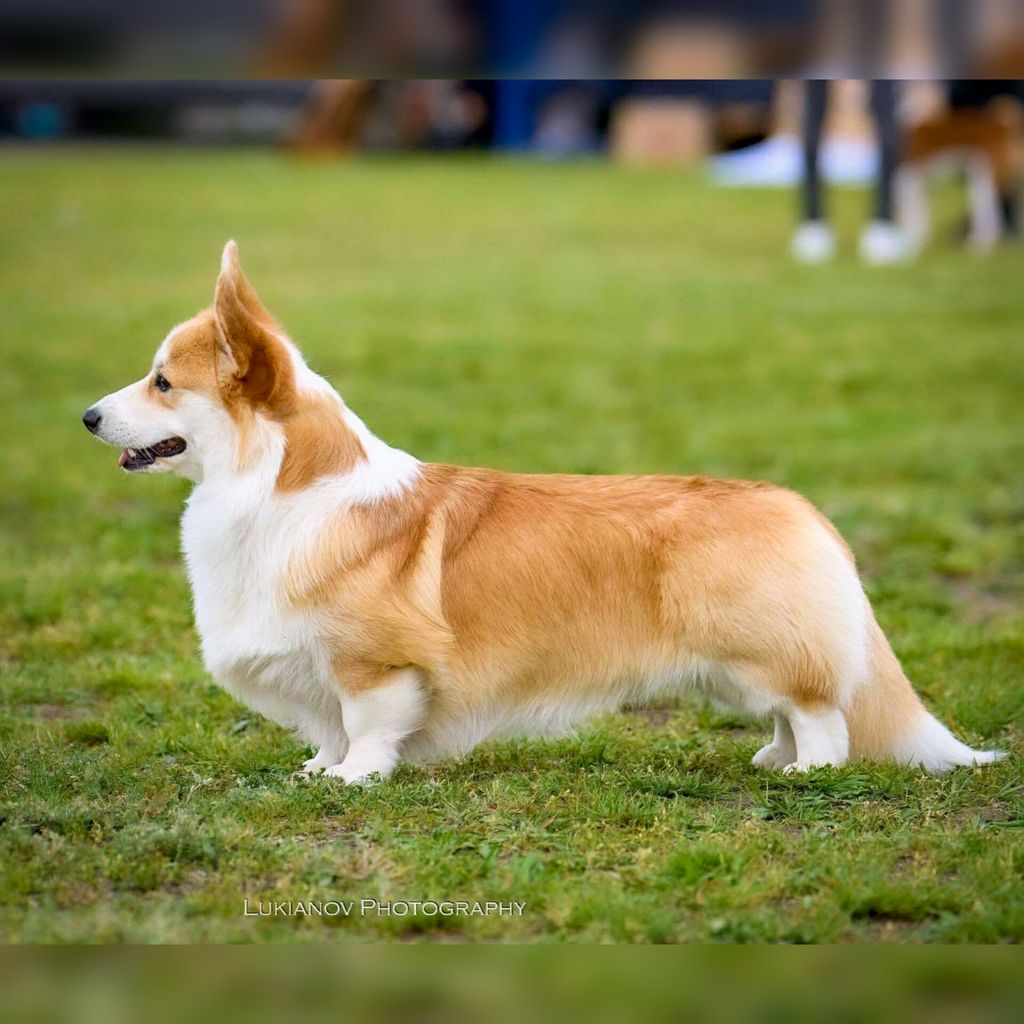 Pembroke Welsh Corgi - The Breed Archive