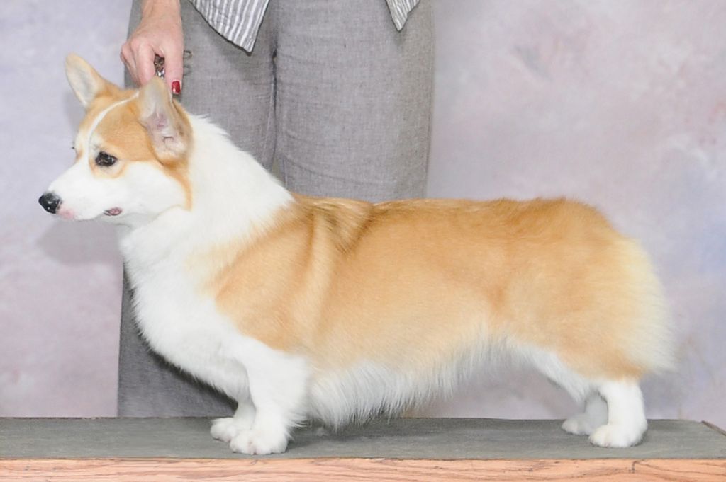 Pembroke Welsh Corgi - The Breed Archive