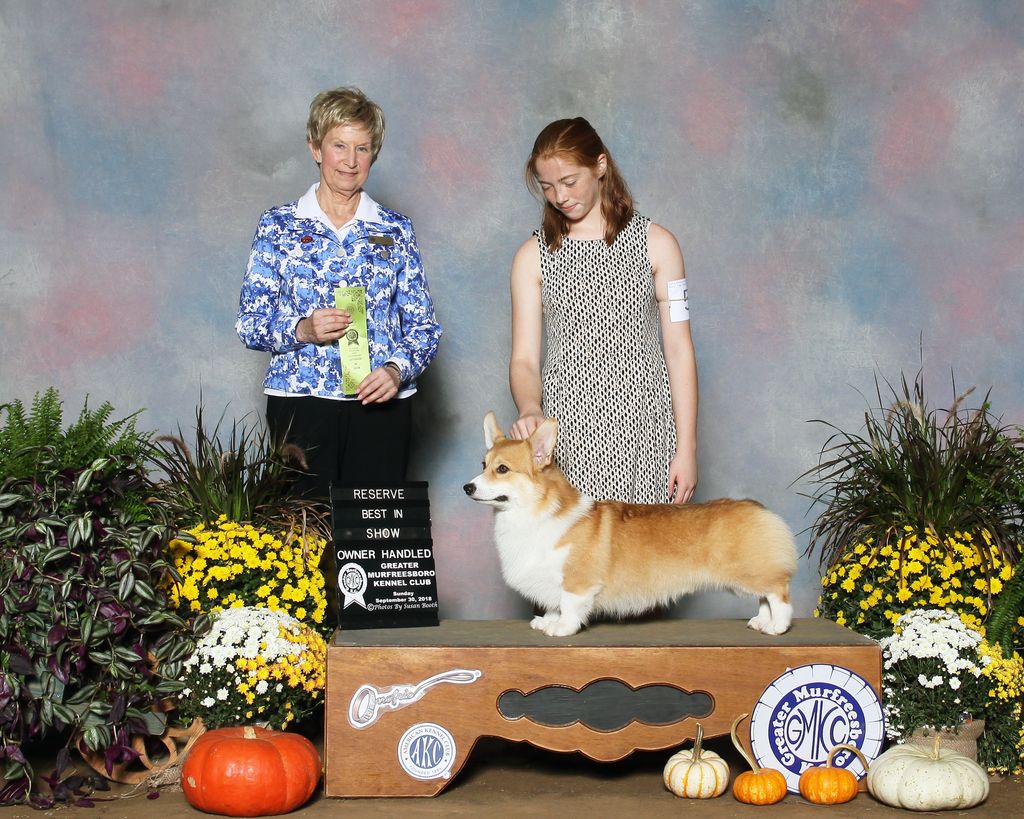 Pembroke Welsh Corgi - The Breed Archive