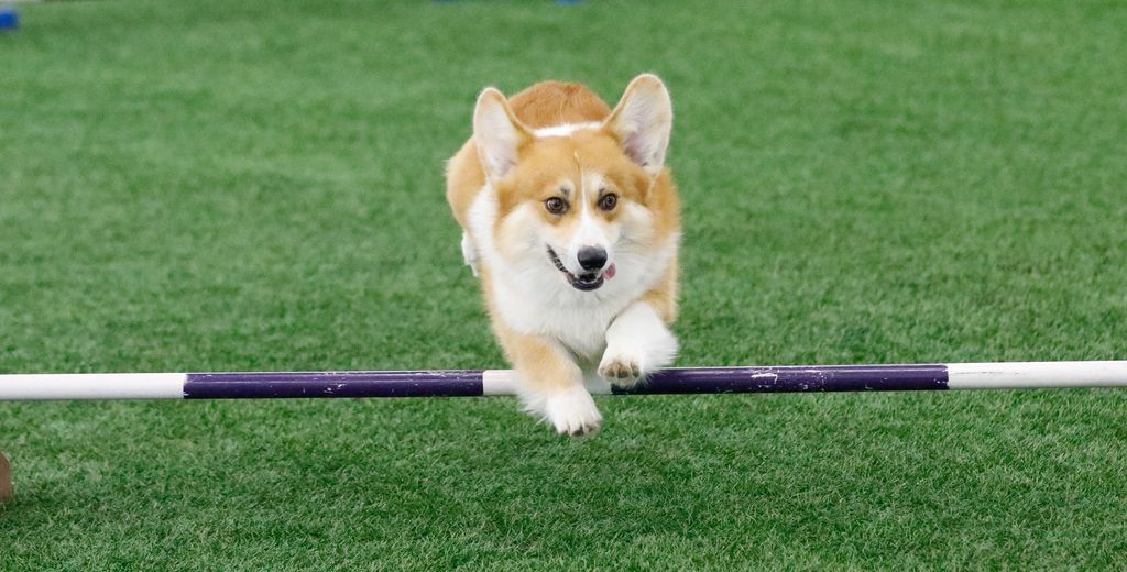 Pembroke Welsh Corgi - The Breed Archive
