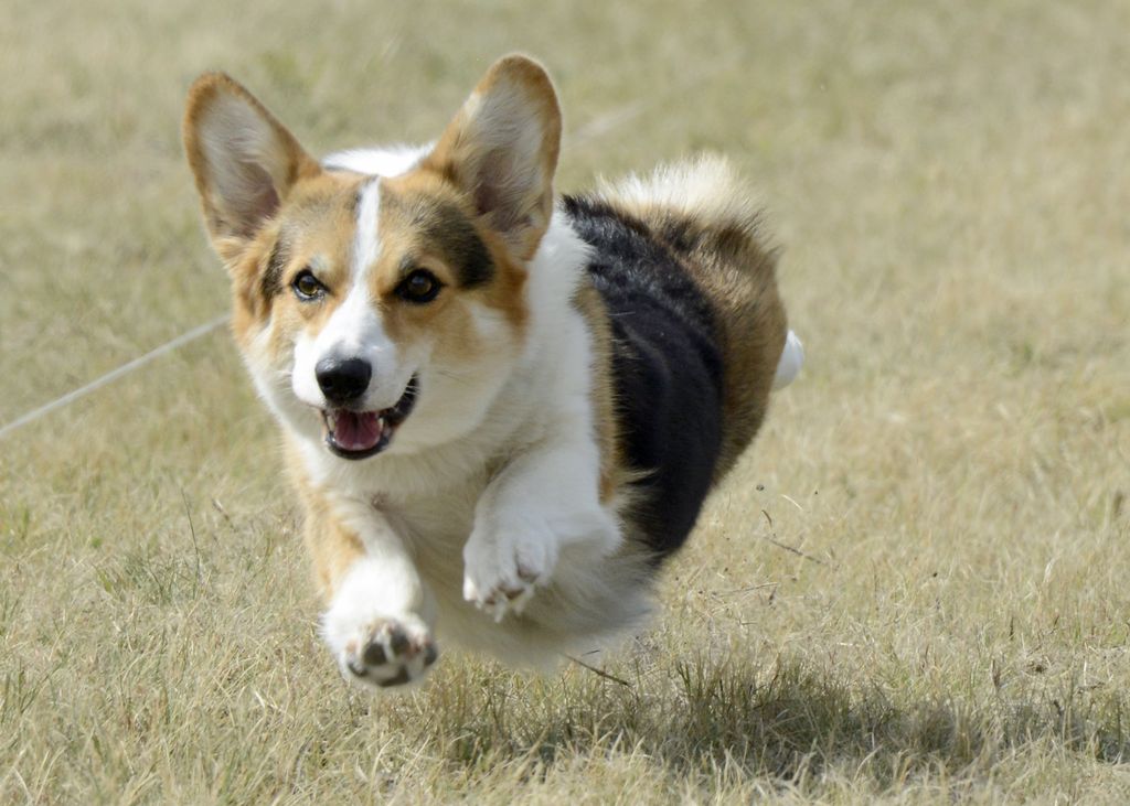 Pembroke Welsh Corgi - The Breed Archive