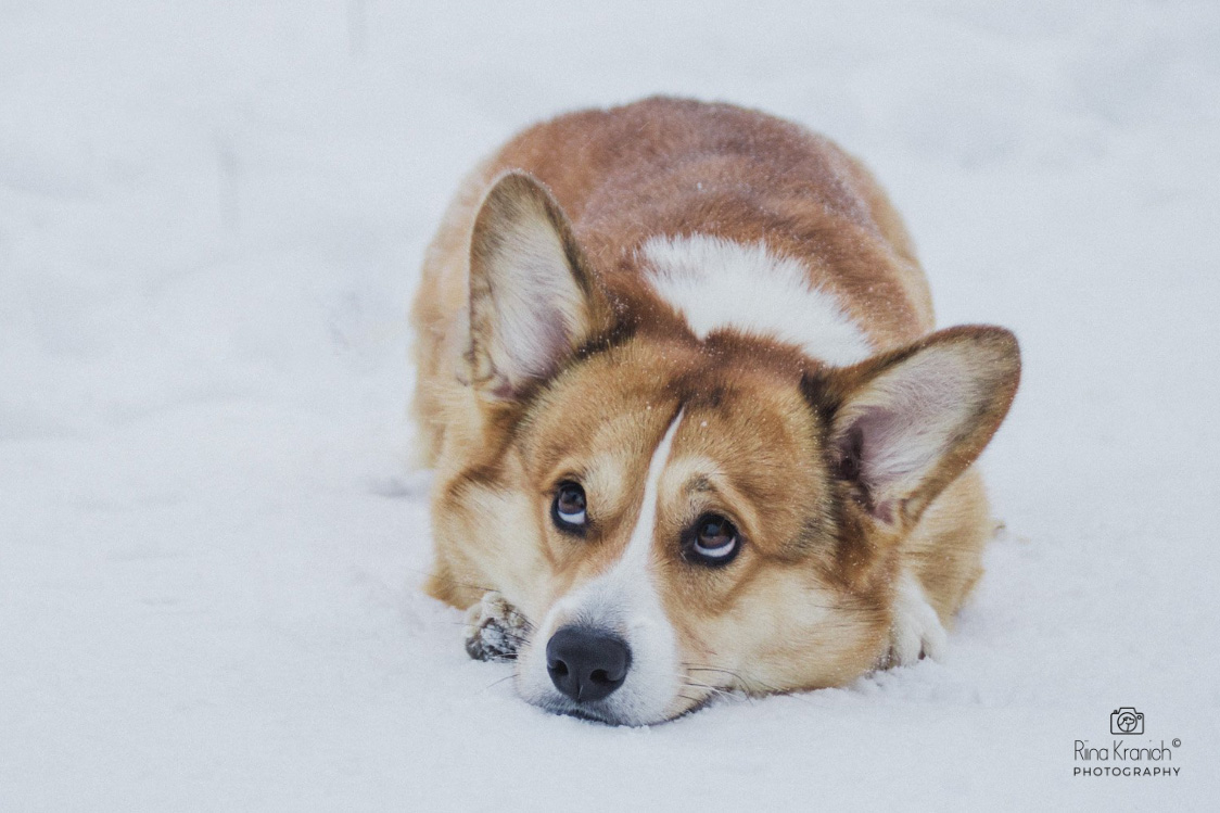 Pembroke Welsh Corgi - The Breed Archive