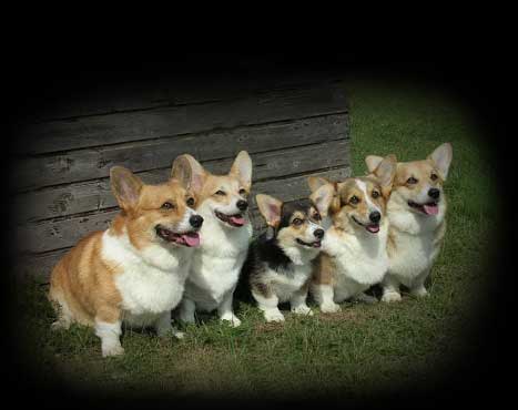 Pembroke Welsh Corgi The Breed Archive